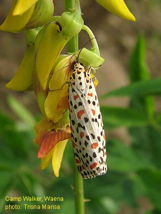 Papua Insects Foundation (Lepidoptera/Erebidae/Arctiinae/Utetheisa lotrix)